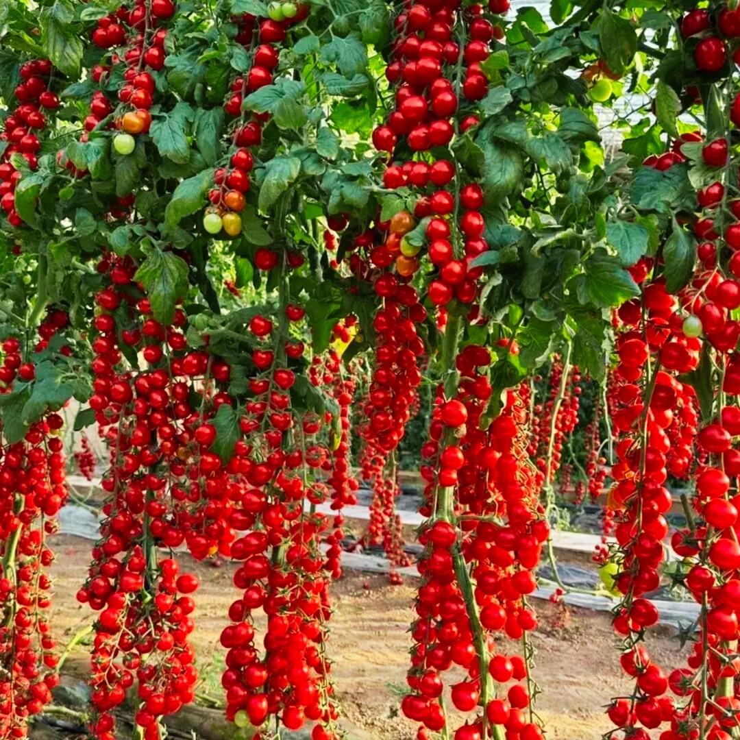 Waterfall Tomatoes 100 Seeds Sweet High Yield Heirloom Organic USA Easy ...