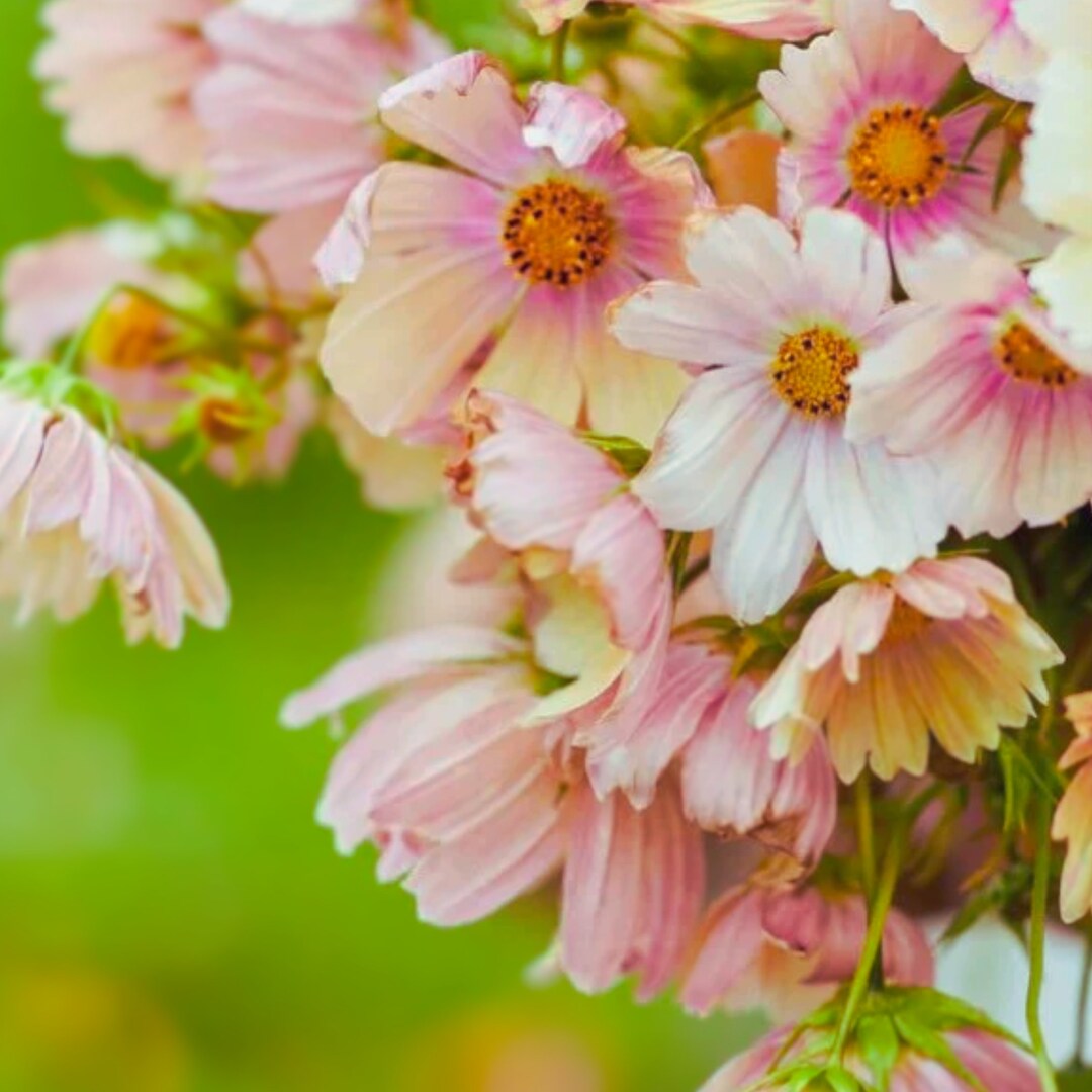 Apricot Lemonade Cosmos 30 Seeds Cosmos Cool Flowers Easy to Grow ...