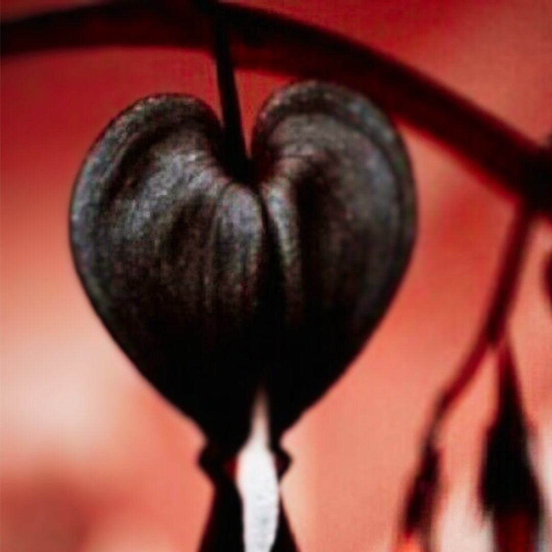 Black Bleeding Heart Flowers Perennial Flower 25 Seeds Garden, Planting ...