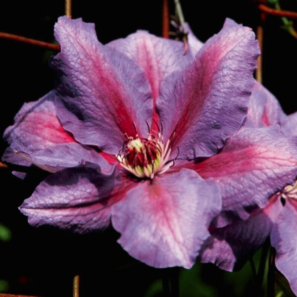 Clematis Live Plant - Etsy