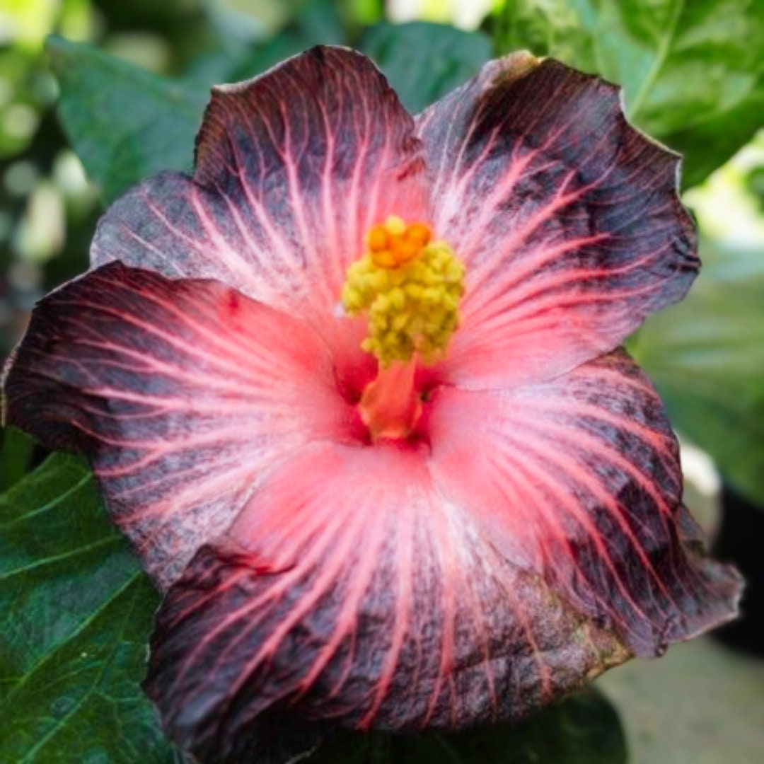 Multi-color Hibiscus Seeds, Easy Grow, Floral Garden (10 Seeds) - Etsy
