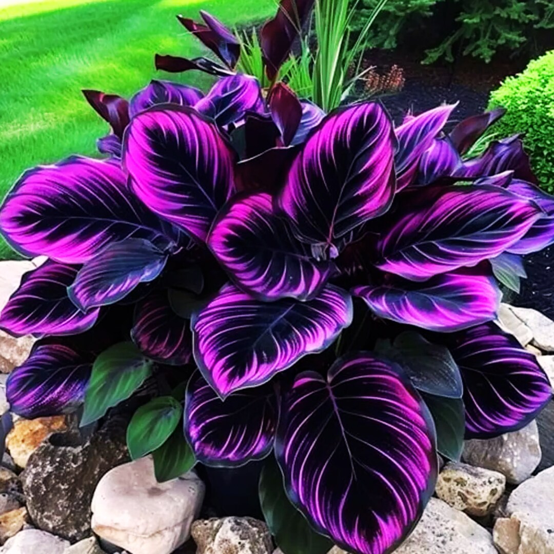 25 Seeds Purple Tip Calathea Couture Flower Indoor or Outdoor Beautiful ...