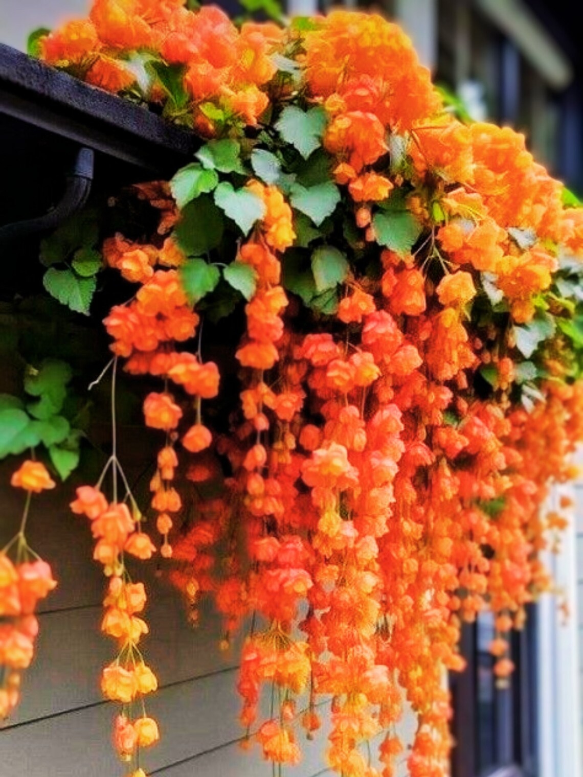 25 Seeds Orange Weep Begonia Flowers Hanging Plant Easy to Grow Garden ...