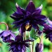 Black Barlow Columbine Aquilegia Flower 25 Seeds Perennial Easy to Grow ...