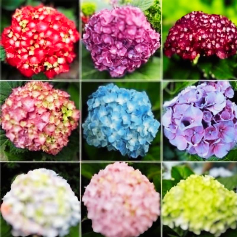 Hydrangea Seeds - Etsy