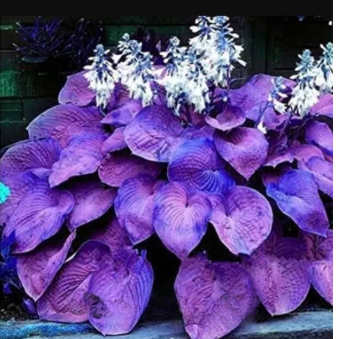 200 Hosta Seeds: Purple Round Leaf Heirloom Plant - Etsy