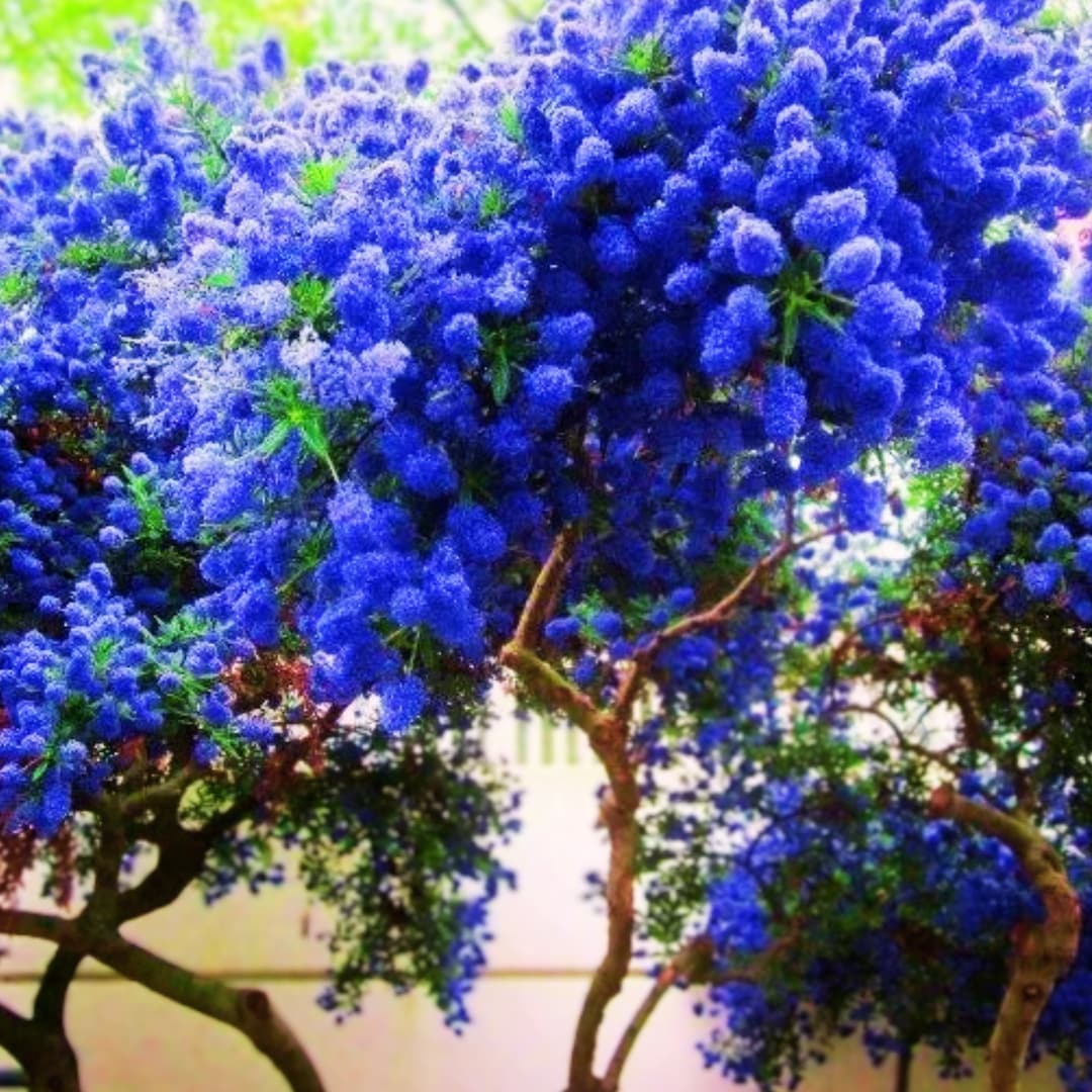 California Lilac Tree Seeds: Fragrant Perennial Flower (25 Seeds) - Etsy