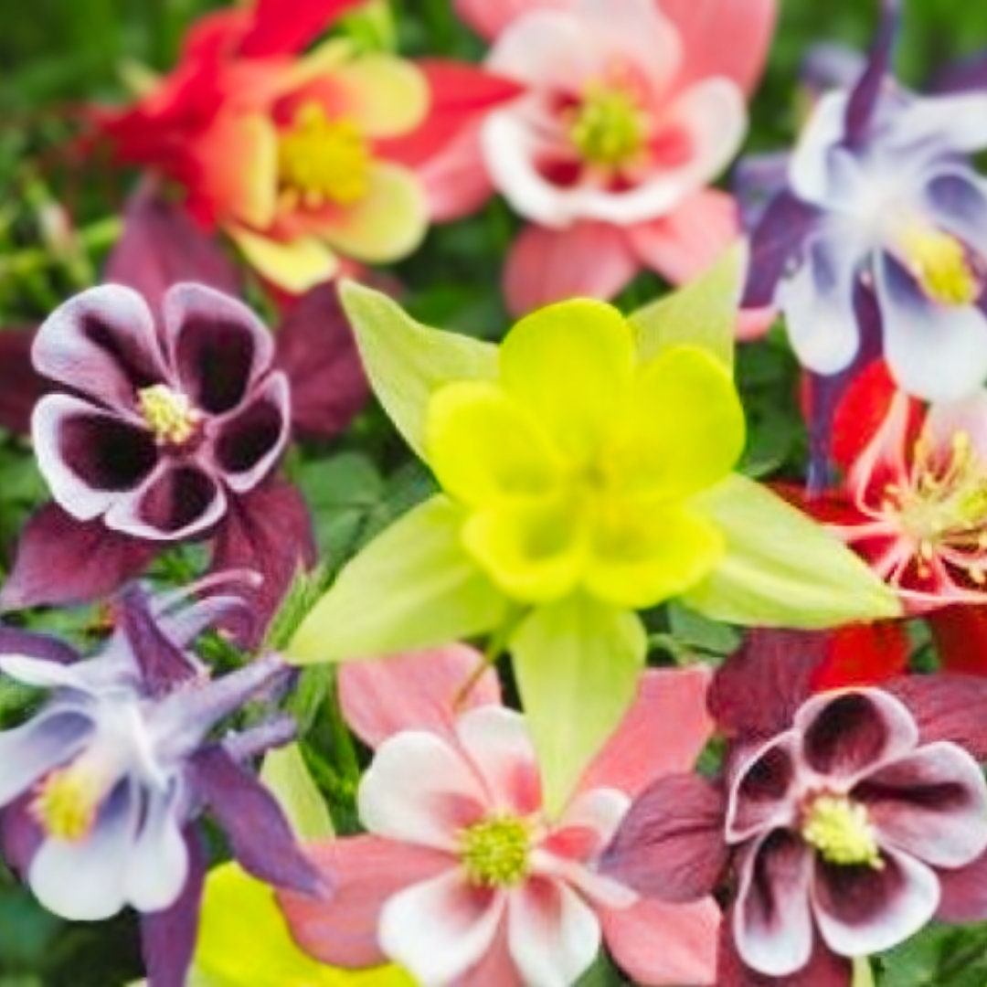 Columbine Mckana Mix 50 Fresh Seeds Garden, Planting, Herliom, Summer ...