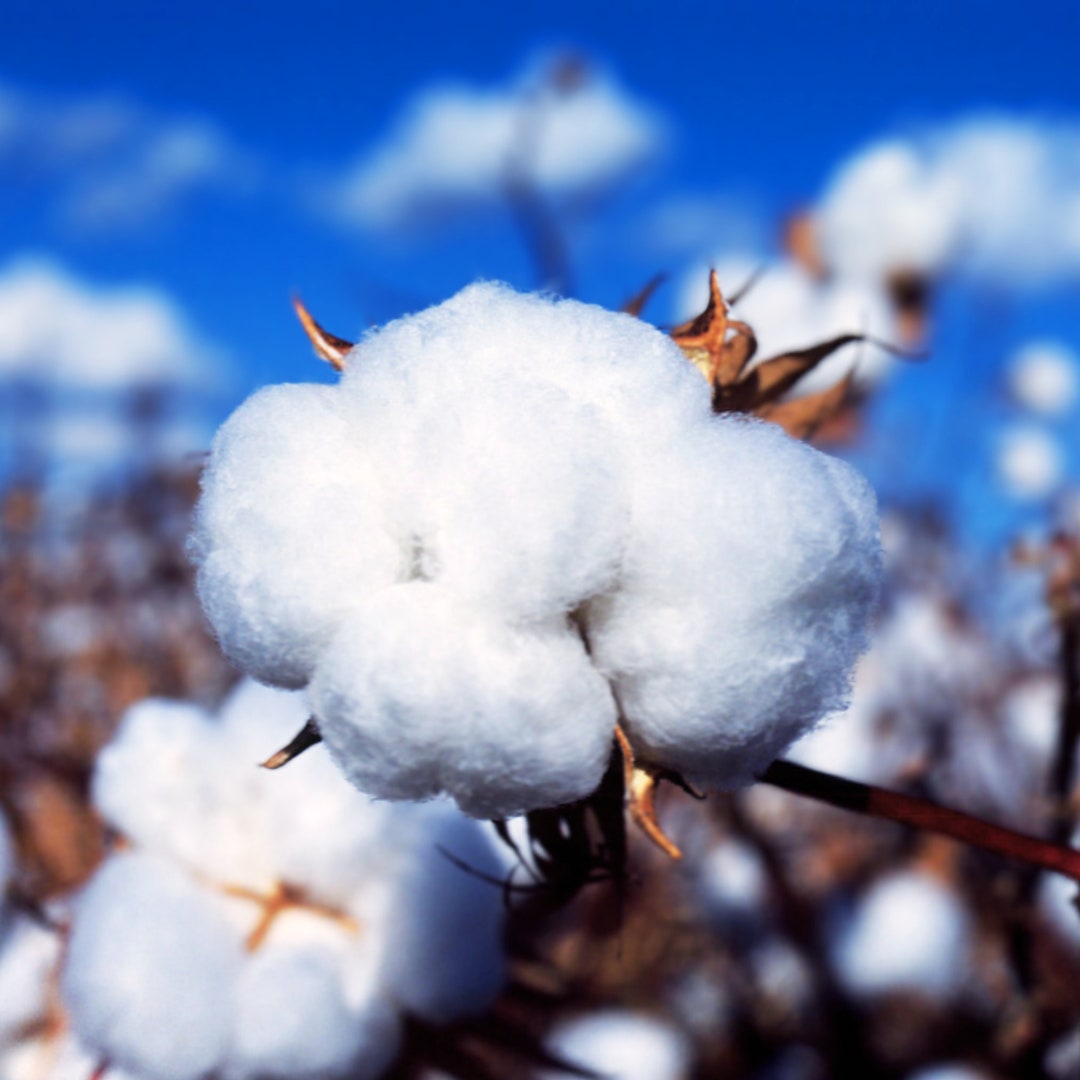 38 Seeds WHITE Cotton Gossypium Non-gmo Gardening, Planting, Herliom ...