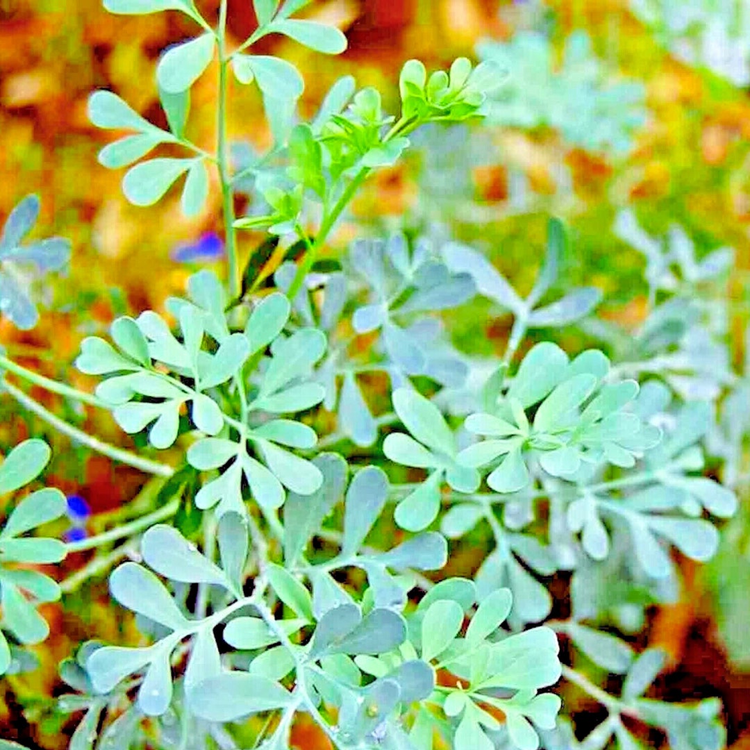 Rue Seeds: 300+ Insect Repellent Heirloom Herb Seeds - Etsy