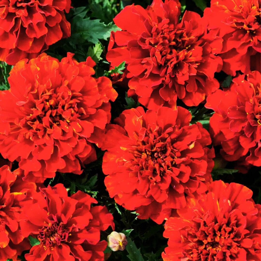 25 Seeds French Fireball Marigold Seeds for Garden Planting Easy to ...