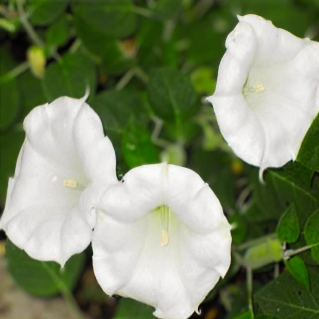 Moonflower 25 Seeds Garden, Planting, Herliom, Summer, Plant, Flower - Etsy