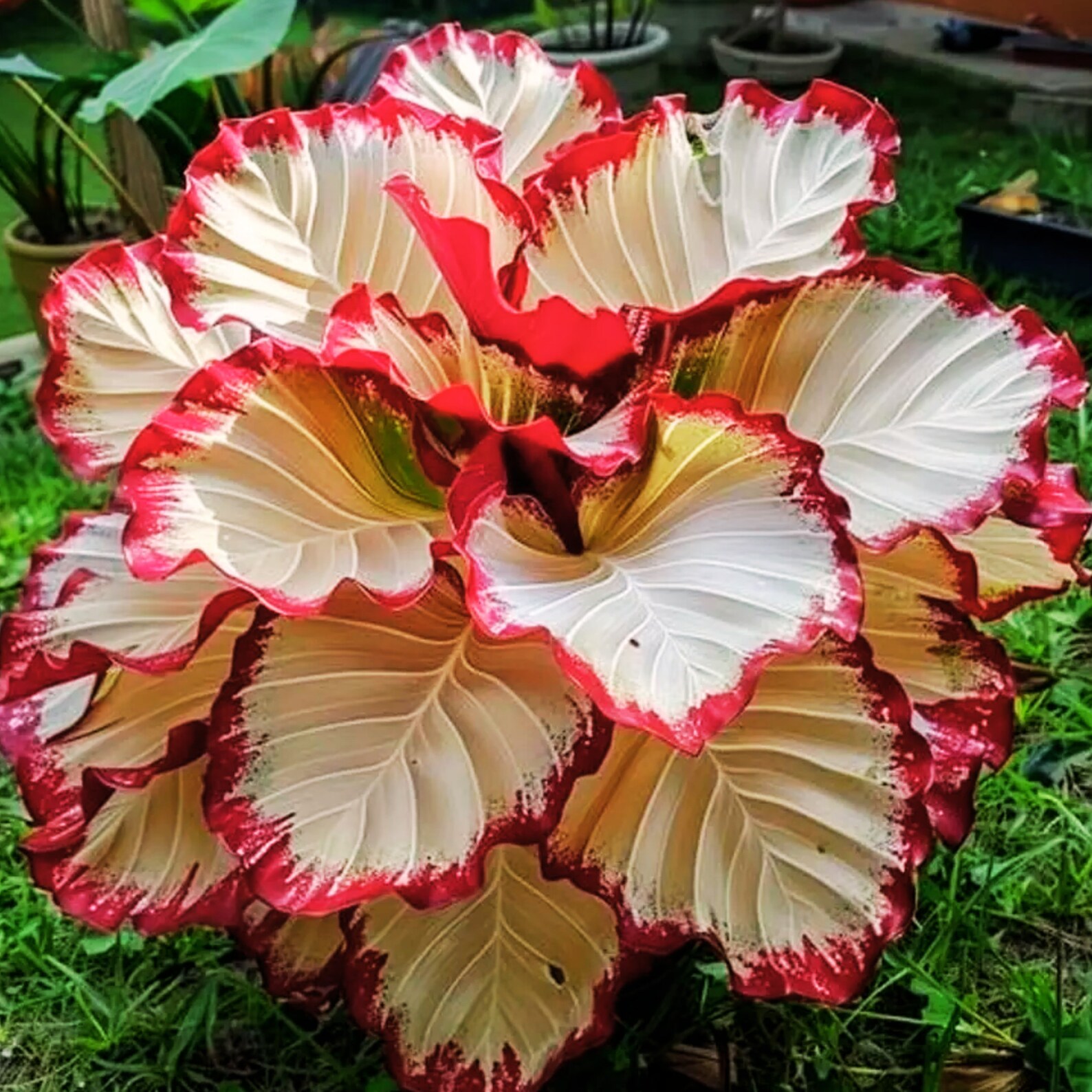 25 Crimson Burst Calathea Seeds, Easy Grow Heirloom Flower - Etsy