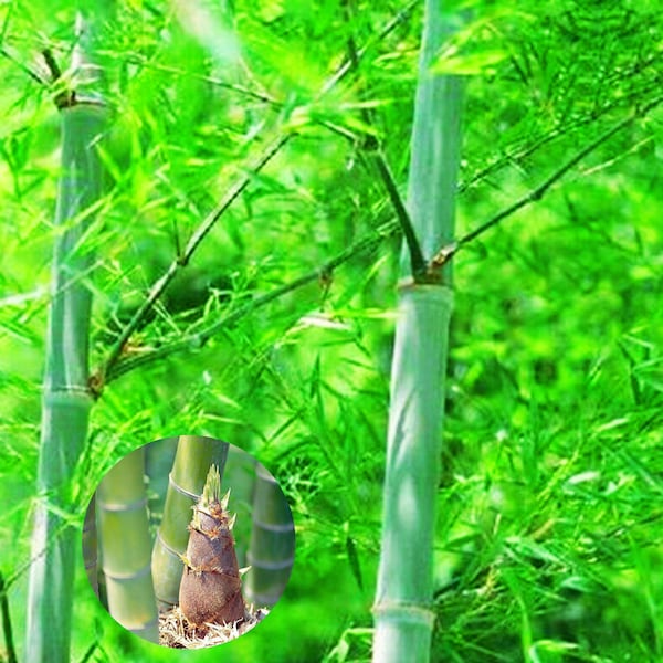 Giant Bamboo Seed - Etsy