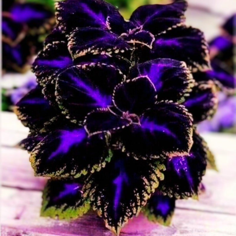 Blue Coleus - Etsy