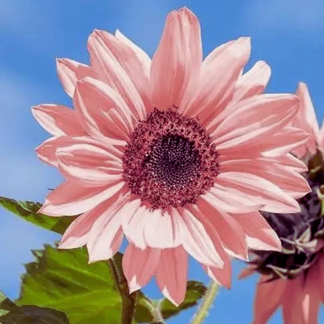 20 Seeds Pink Sunflowers Rare Planting Sunflower Gardening, Planting ...