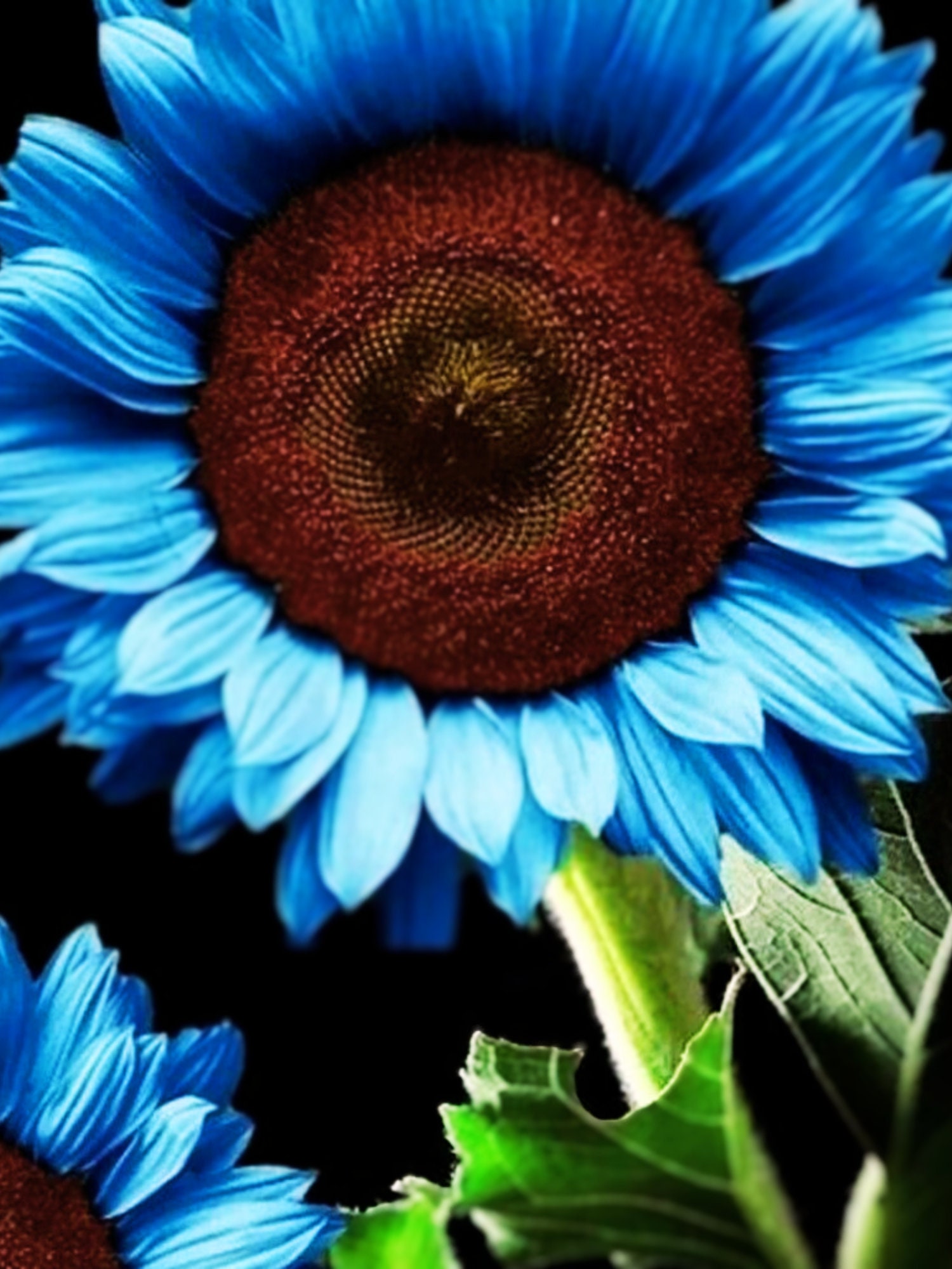 25 Blue Sunflower Seeds Gardening, Planting, Herliom, Summer, Plant ...