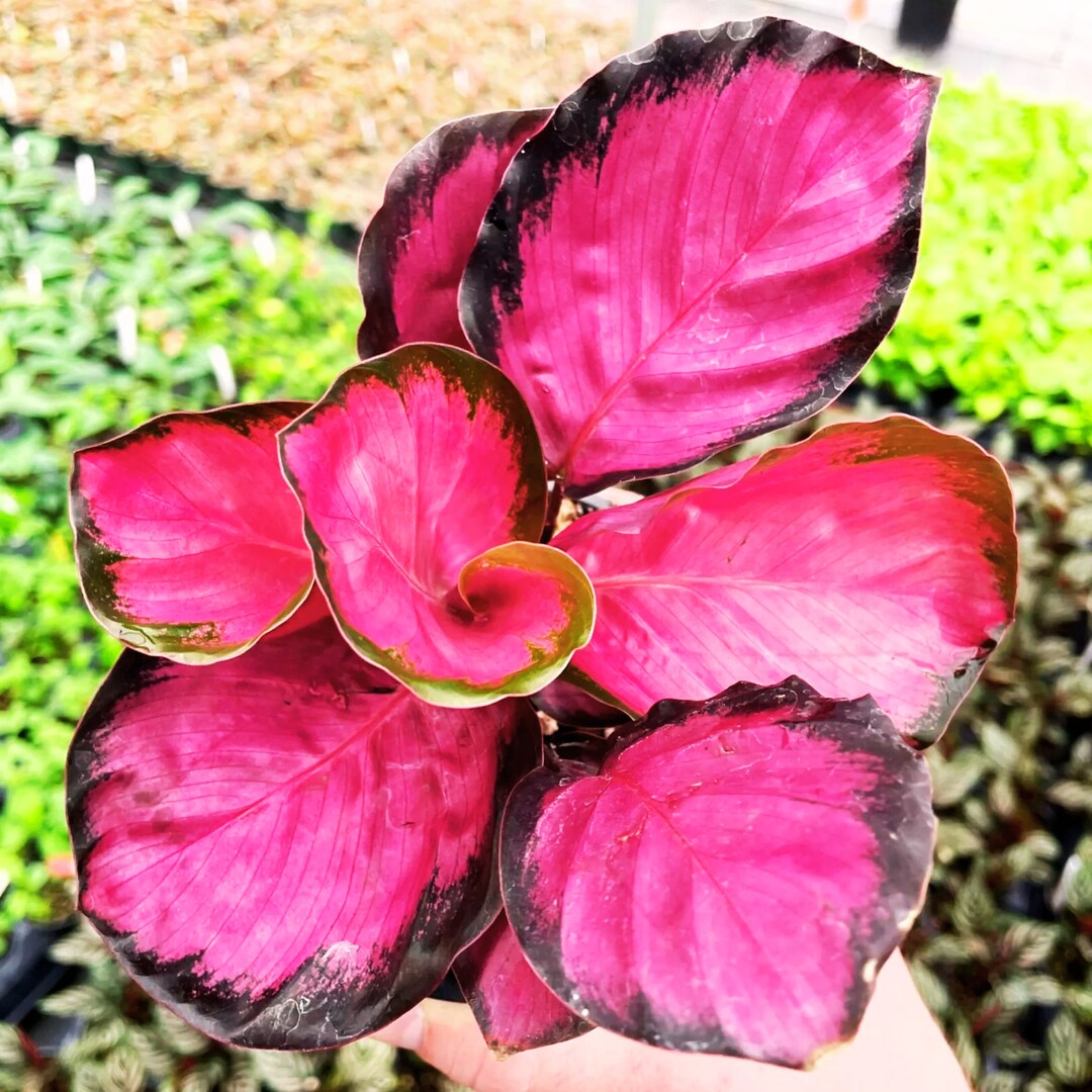 25 Seeds Pink Rosy Calathea Couture Flower Indoor or Outdoor Beautiful ...