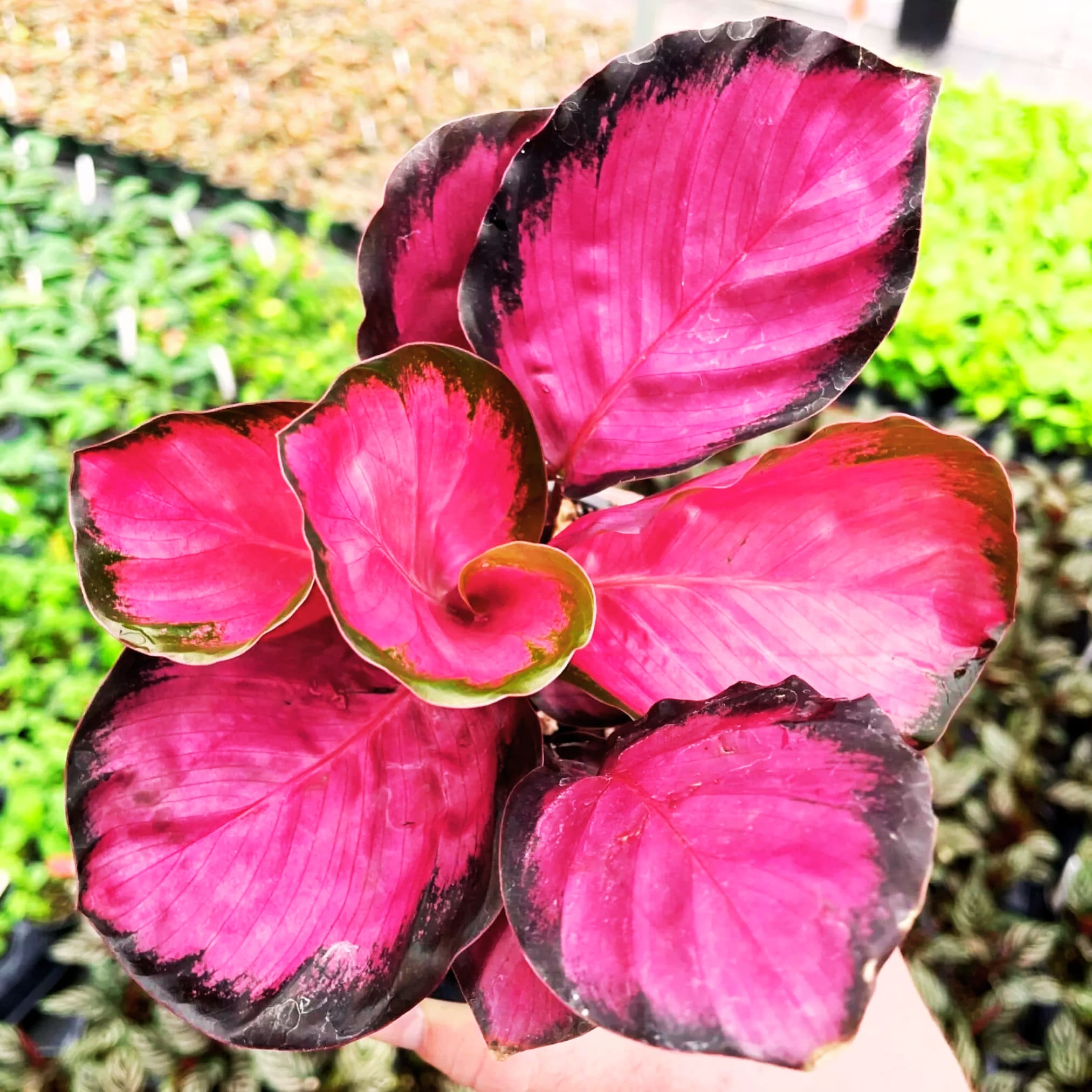 25 Seeds Pink Rosy Calathea Couture Flower Indoor or Outdoor Beautiful ...