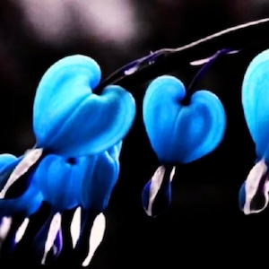 25 Blue Bleeding Heart Seeds, Perennial Heirloom Flower, USA Grown - Etsy
