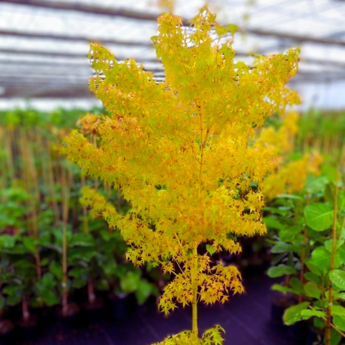 Yellow Japanese Maple Tree 10 Seeds Garden, Planting, Herliom, Summer ...