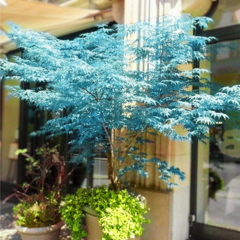 Blue Japanese Maple Tree 10 Seeds Are Hulled for Faster Growth Garden ...
