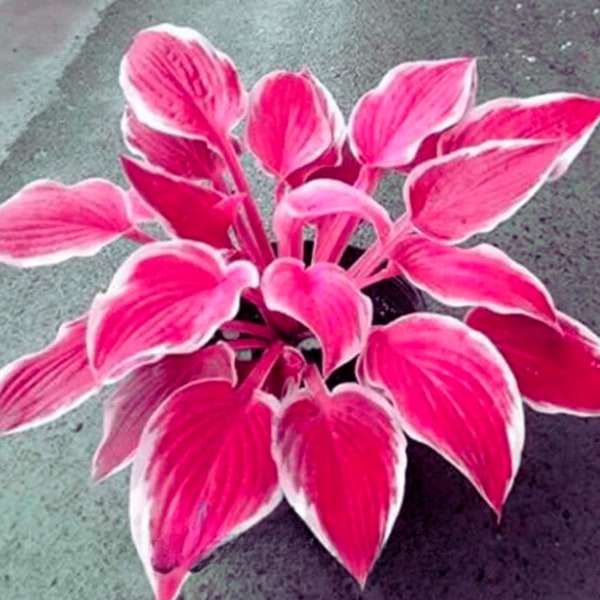 Red Hosta Plant - Etsy