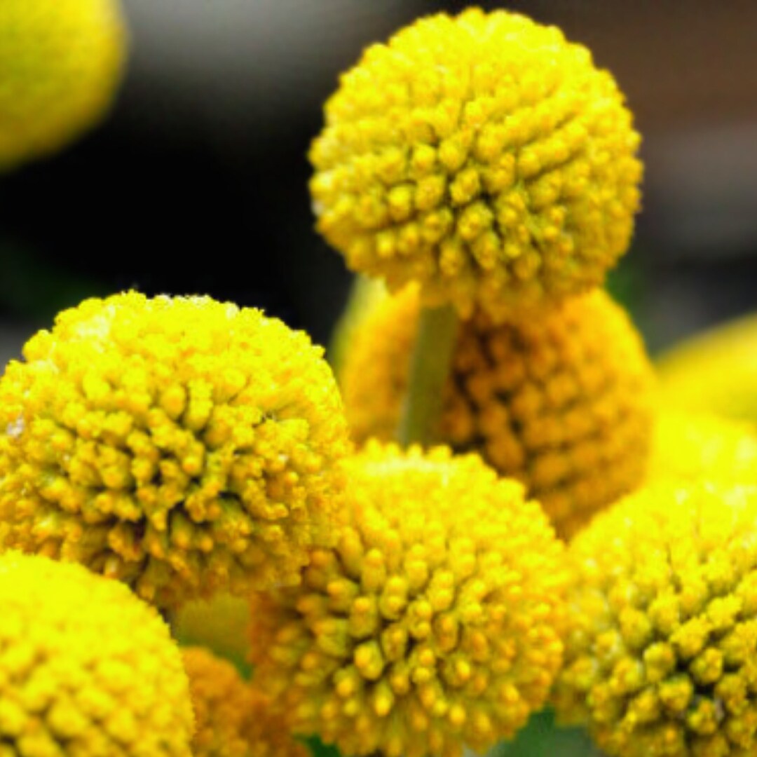Craspedia Billy Buttons Craspedia Globosa 50 Seeds Easy to Grow Garden ...