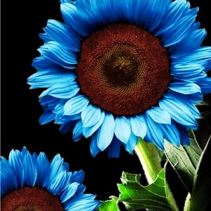 25 Blue Sunflower Seeds Gardening, Planting, Herliom, Summer, Plant ...