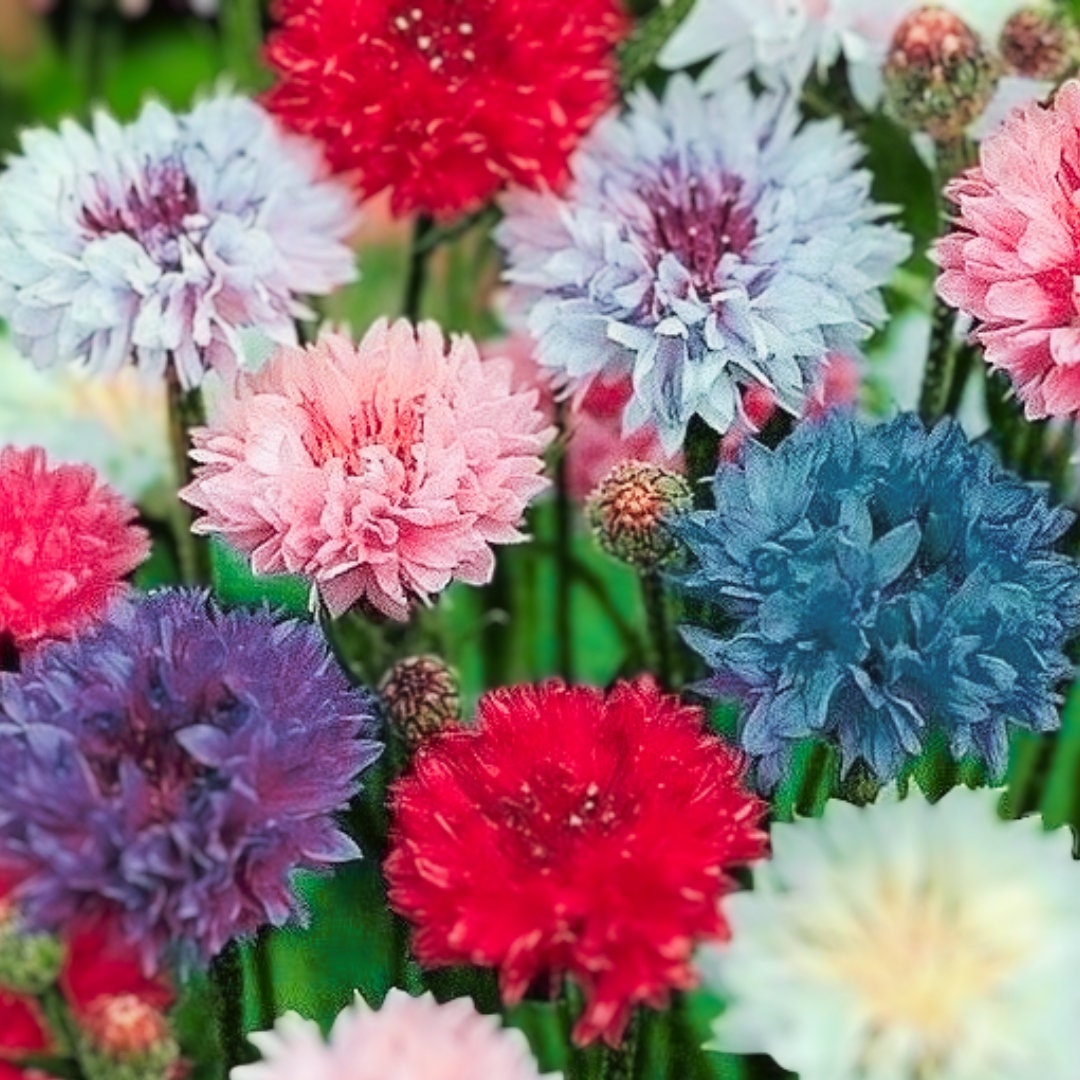 Dwarf Mix Corn Bachelor Button Flower 200 Seeds Garden, Planting ...