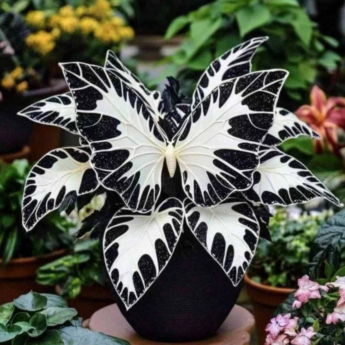 200 Moonlight Butterfly Begonia Seeds | Striking Outdoor Shade-loving ...