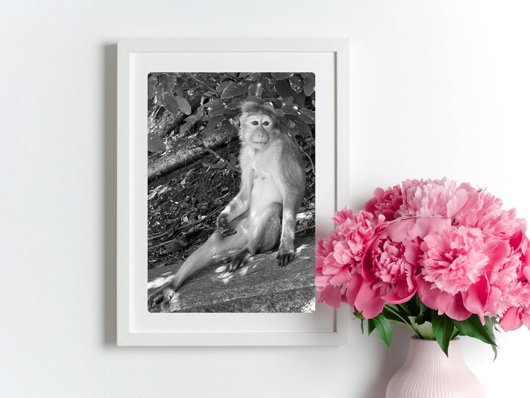 Magic Monkey Photo Print Sri Lankan Art Photography Cute - Etsy