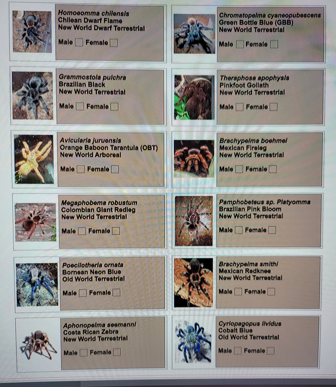 Tarantula Enclosure Identification Labels - Etsy