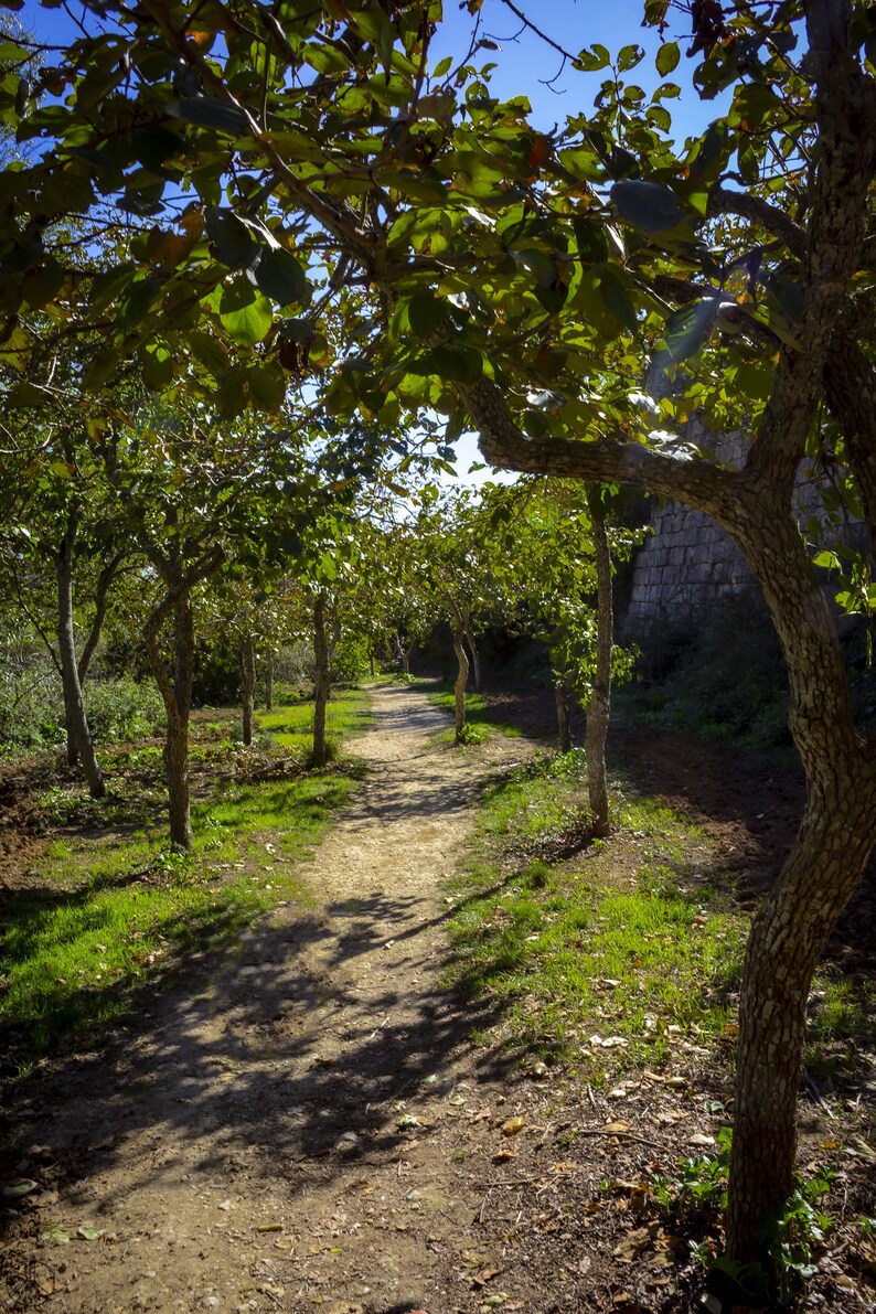 Walking Path Through the Trees Landscape Nature Photography PNG Format ...