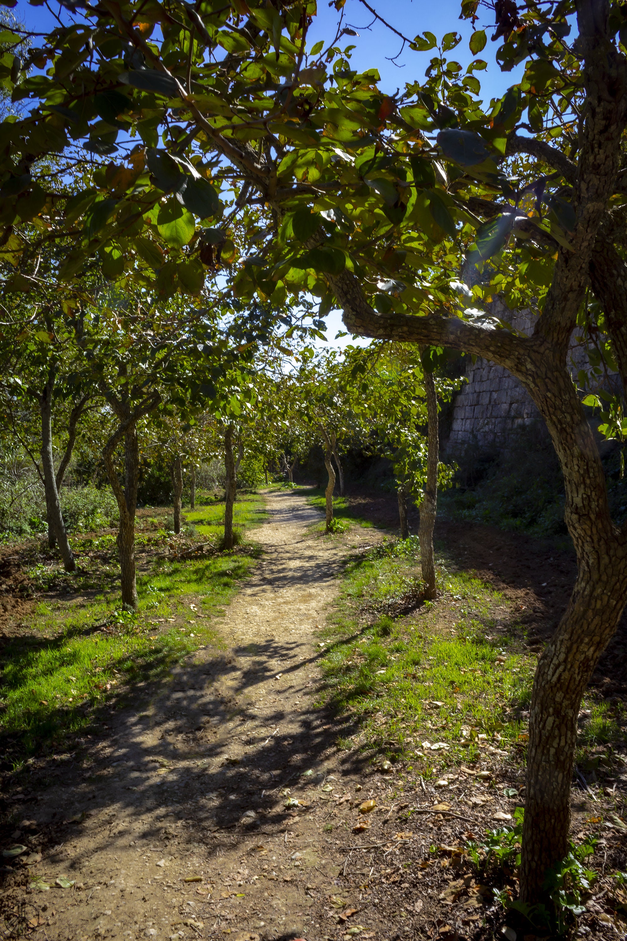 Walking Path Through the Trees Landscape Nature Photography PNG Format ...