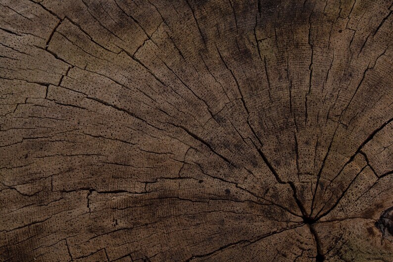 Close up Cut Tree Stump Wood Texture Life Rings Cracks Nature ...