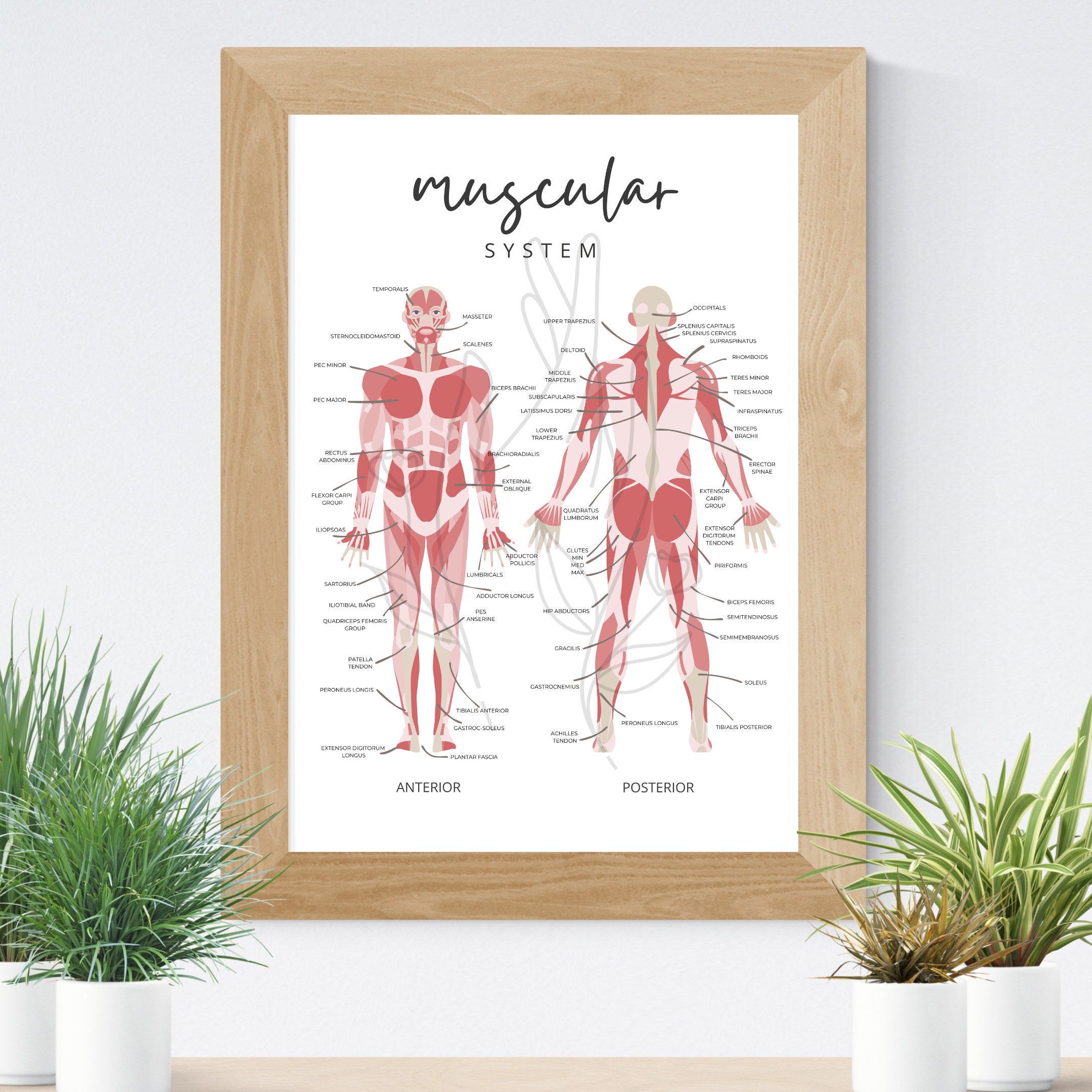 Poster Bundle! Skeletal and Muscular System - Etsy