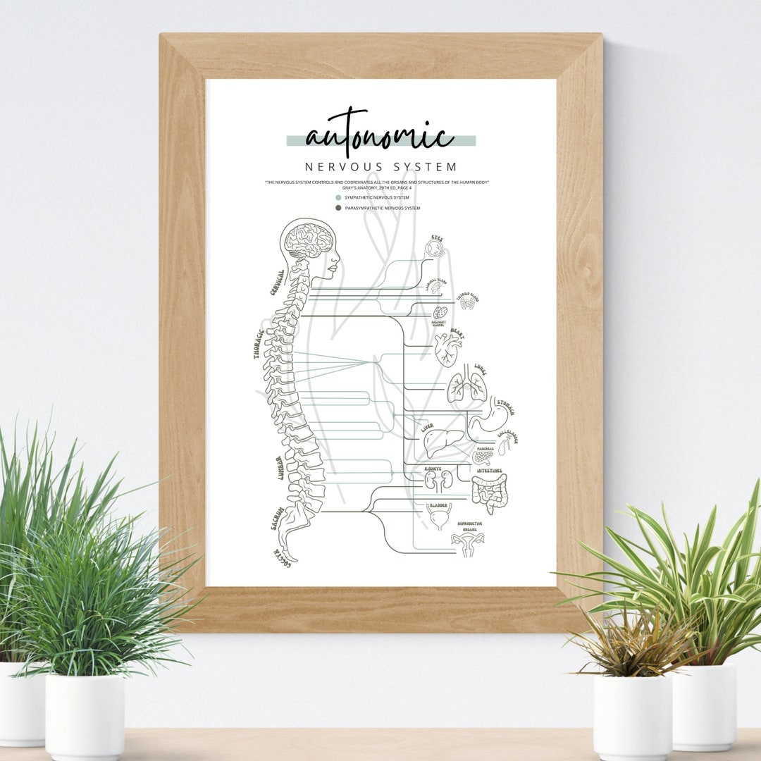 Autonomic Nervous System Organ Poster Pdf Download - Etsy