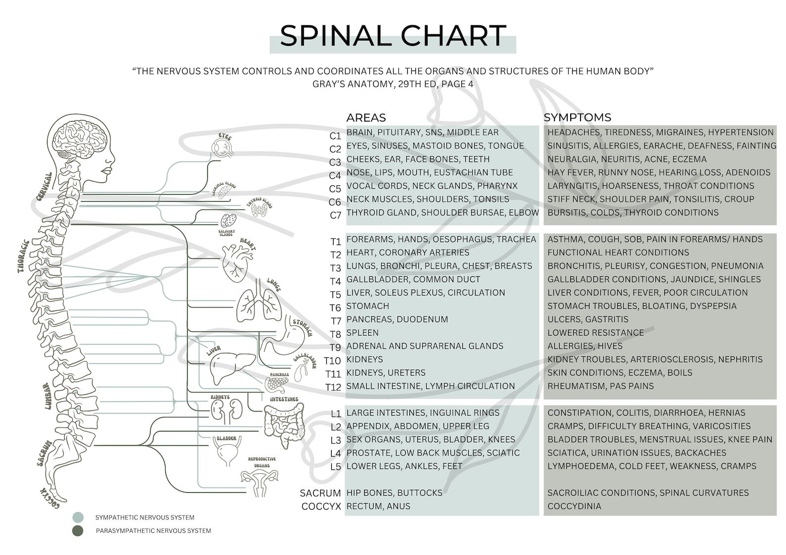 Spinal Chart/ Autonomic Nervous System- Organ Poster Pdf Download - Etsy