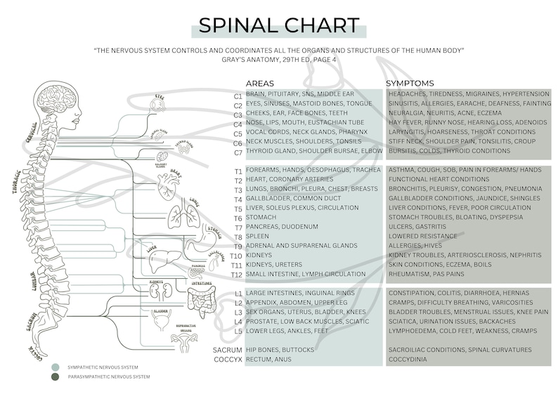 Spinal Chart/ Autonomic Nervous System- Organ Poster Pdf Download - Etsy