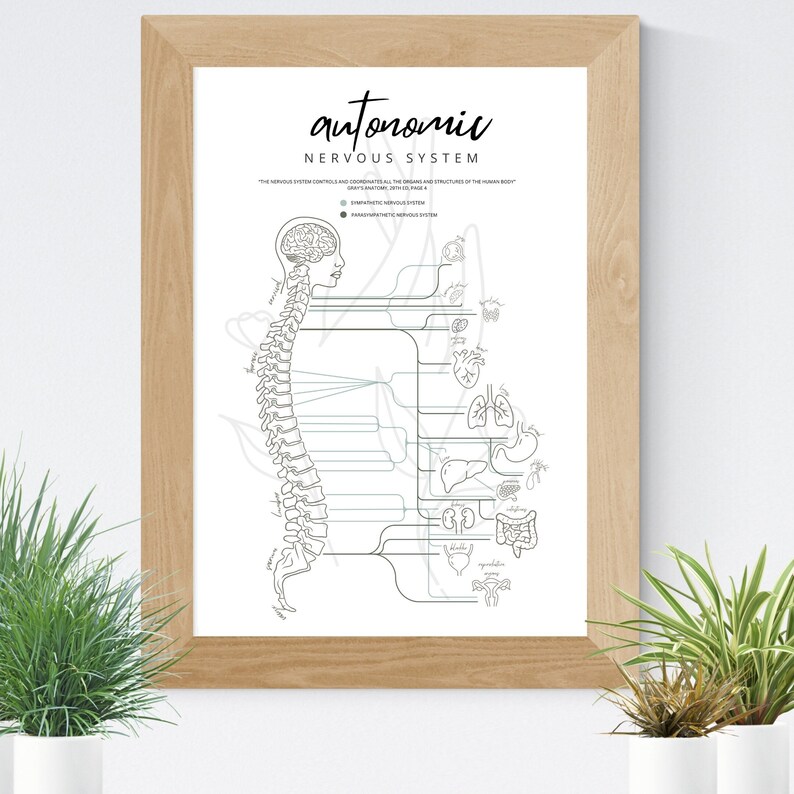 Autonomic Nervous System Organ Poster Pdf Download - Etsy