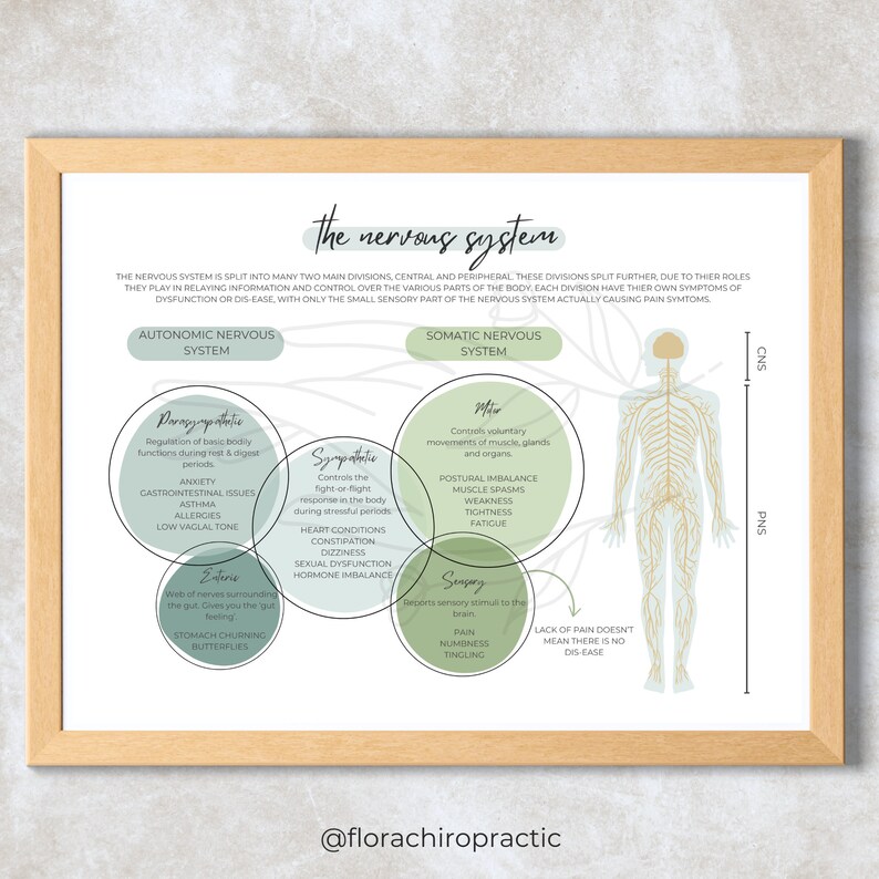 The Nervous System Poster: Detailed Parts of the Nervous System Pdf ...