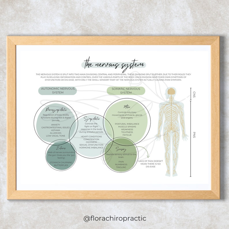 The Nervous System Poster: Detailed Parts of the Nervous System Pdf ...