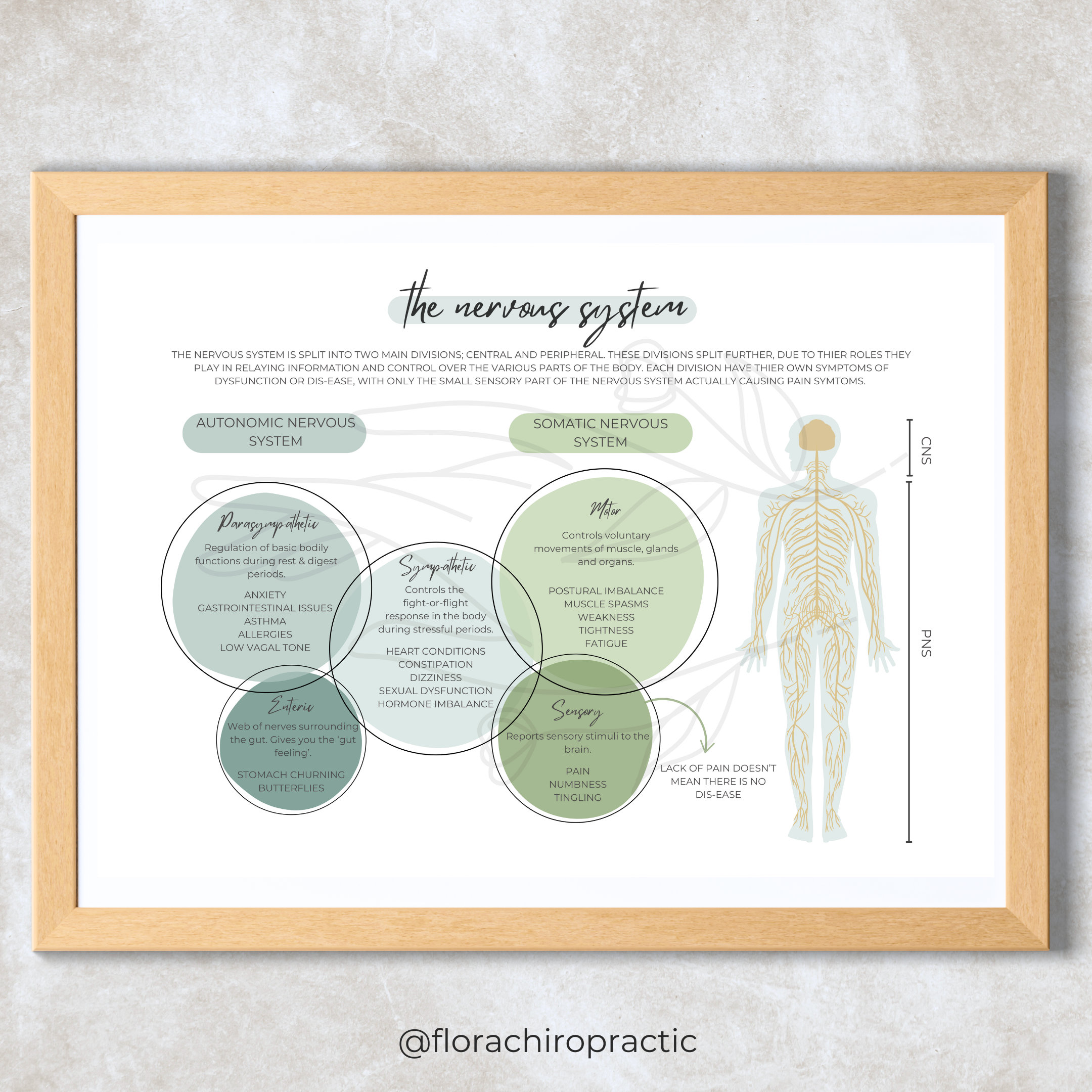 The Nervous System Poster: Detailed Parts of the Nervous System Pdf ...