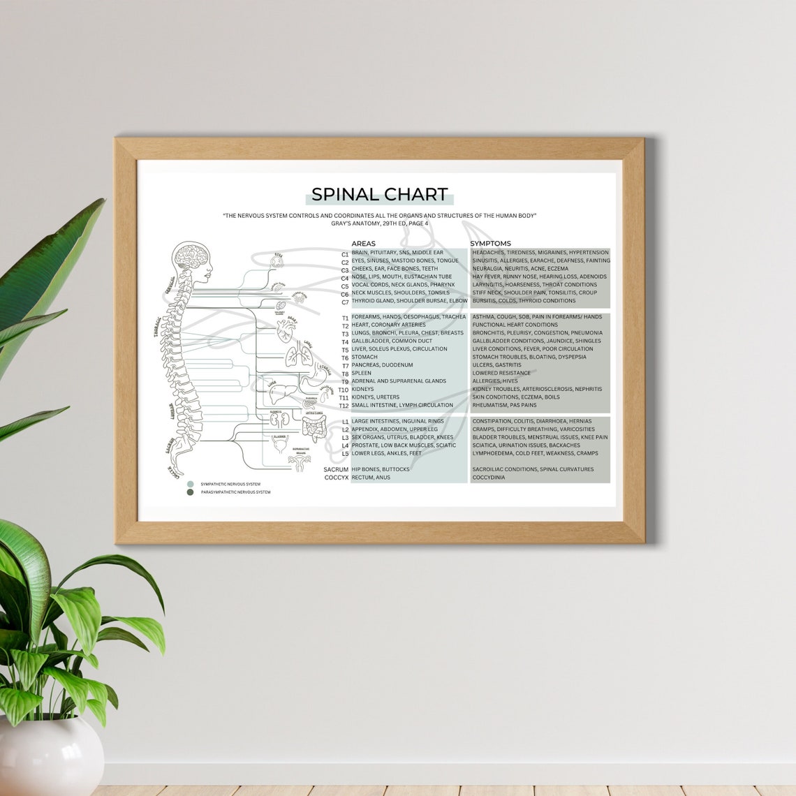 Spinal Chart/ Autonomic Nervous System- Organ Poster Pdf Download - Etsy