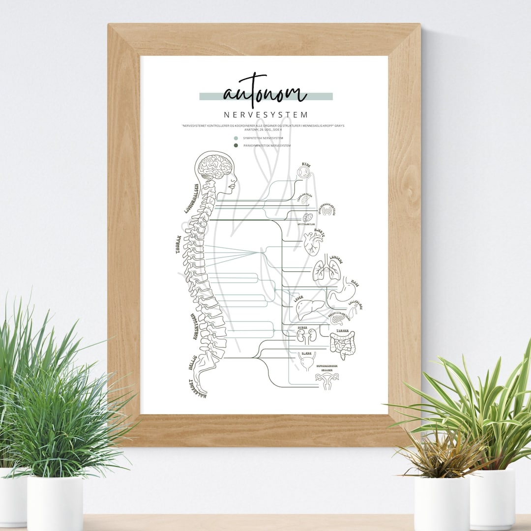 Autonomic Nervous System- Organ Poster Pdf Download in Norwegian - Etsy