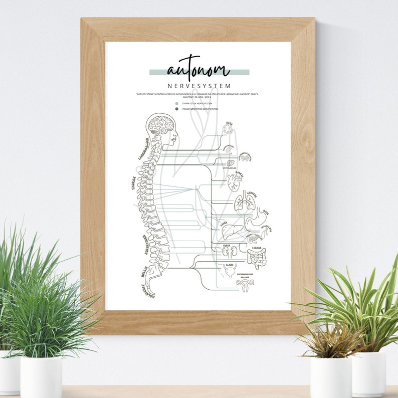 Autonomic Nervous System- Organ Poster Pdf Download in Norwegian - Etsy