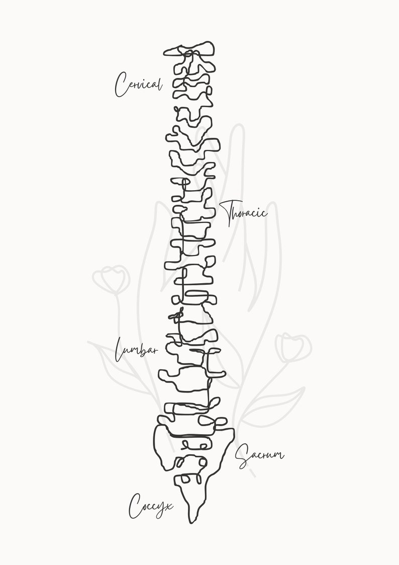 Spinal Anatomy Poster: Minimalist Line Art (PDF Download) - Etsy
