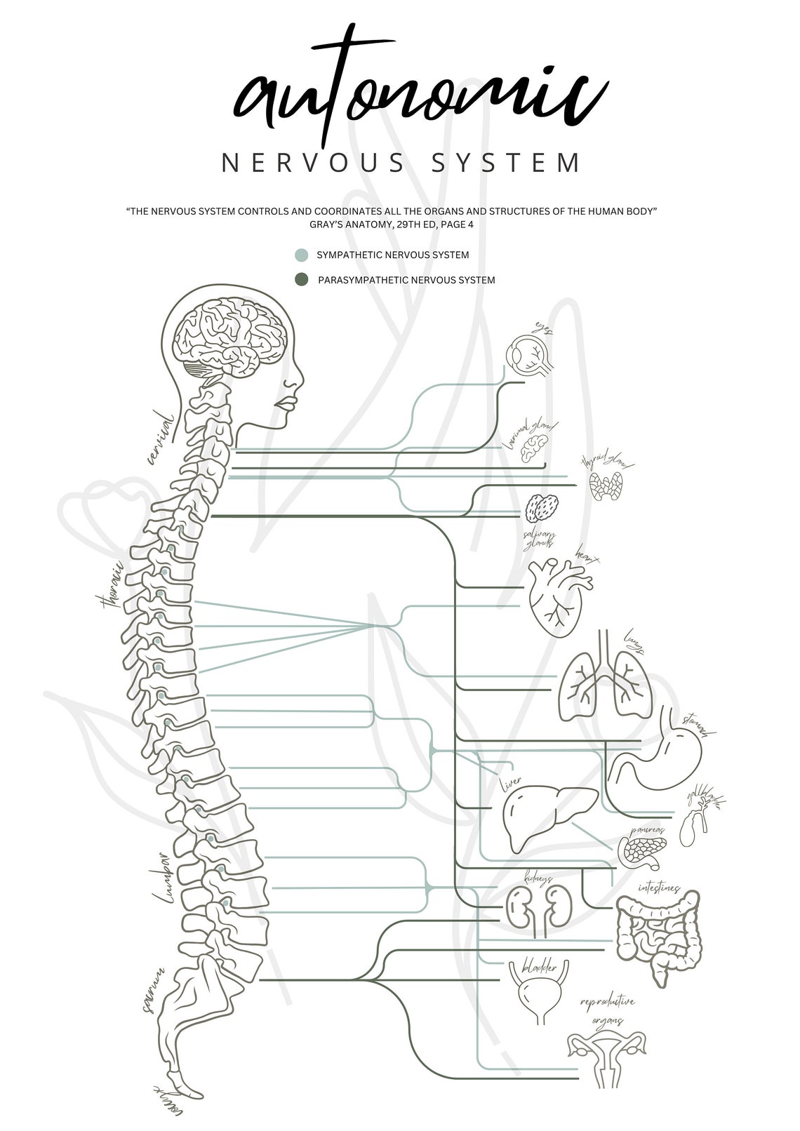 Autonomic Nervous System- Organ Poster Pdf Download - Etsy