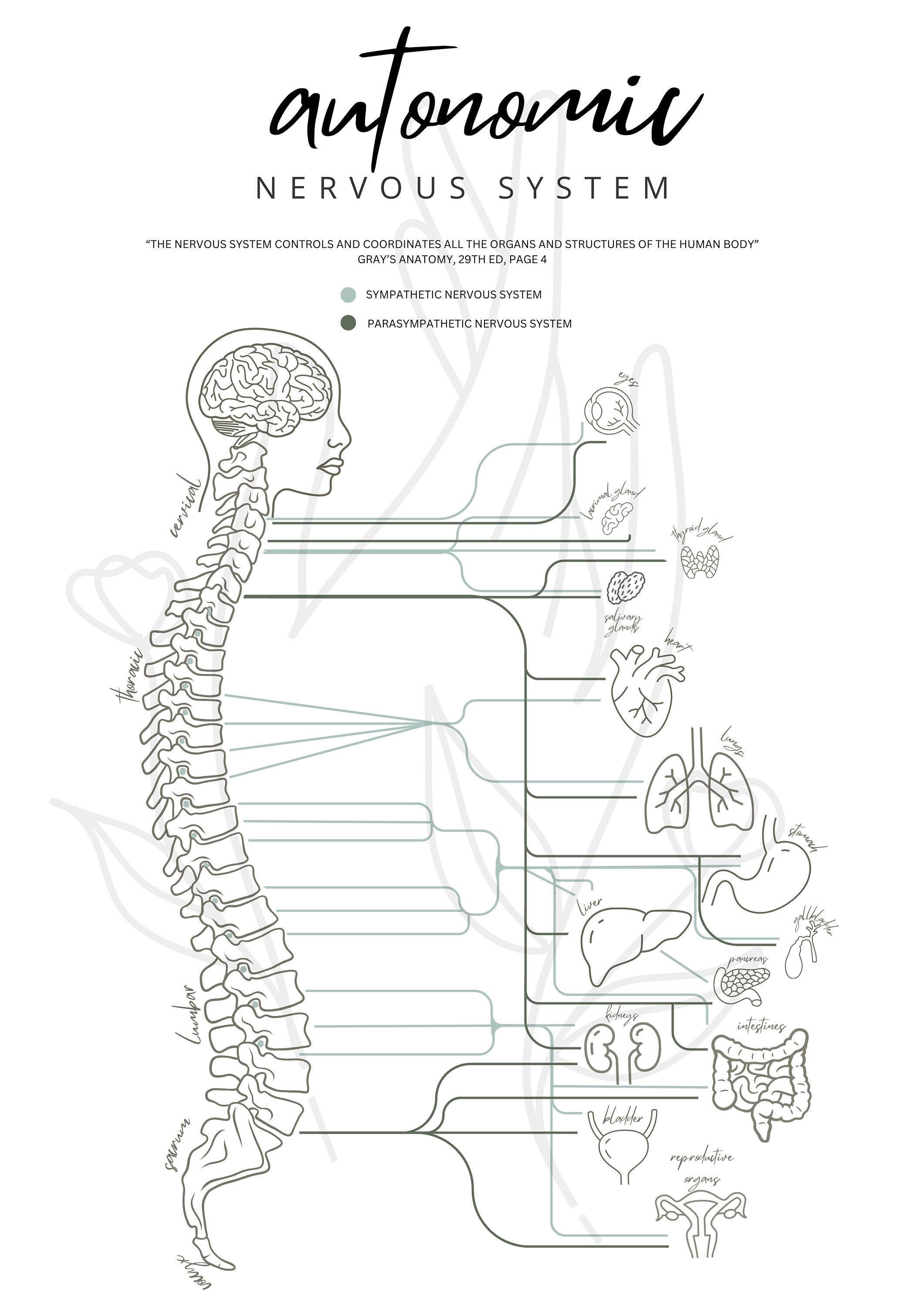 Autonomic Nervous System Organ Poster Pdf Download - Etsy